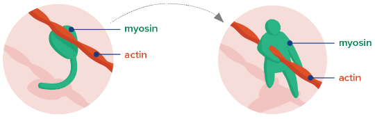 About CAMZYOS® (mavacamten) - Symptomatic Obstructive HCM Treatment